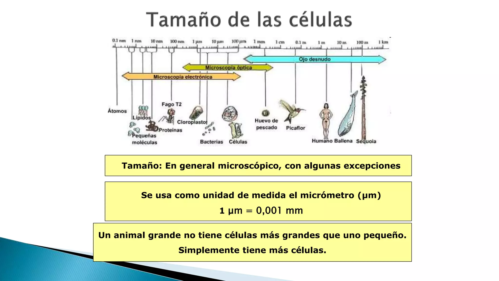 Los seres vivos 3: La célula | PPTX | Biological Sciences | Science