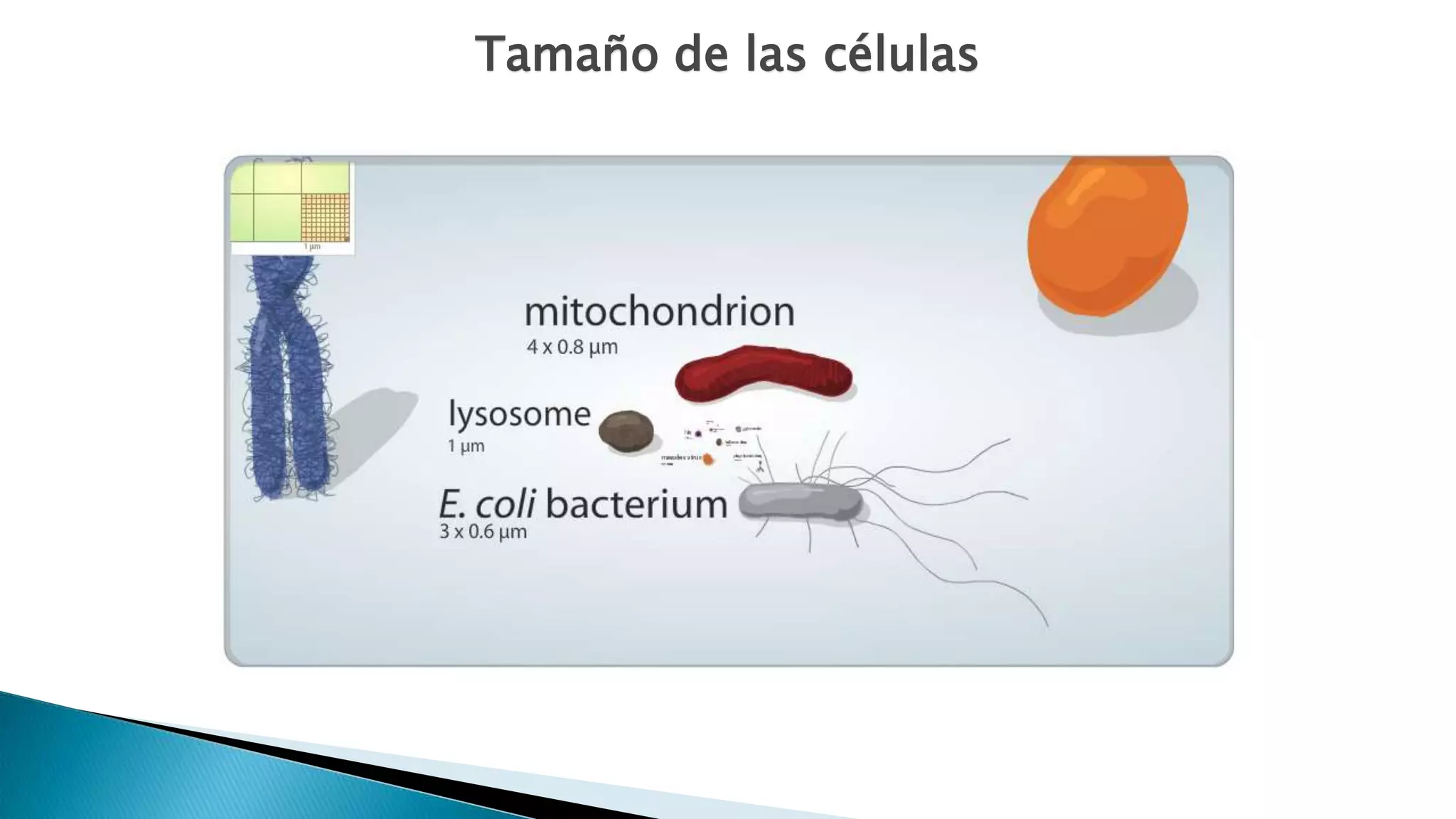Los seres vivos 3: La célula | PPTX | Biological Sciences | Science
