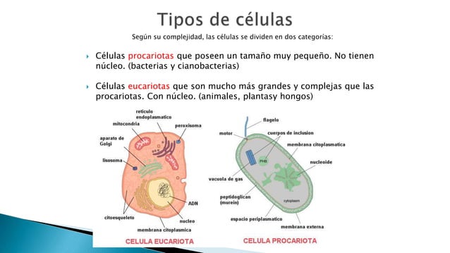 Los seres vivos 3: La célula | PPTX | Biological Sciences | Science