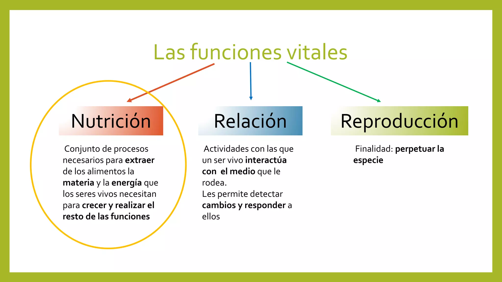 Los seres vivos 4: Las funciones vitales. | PPT