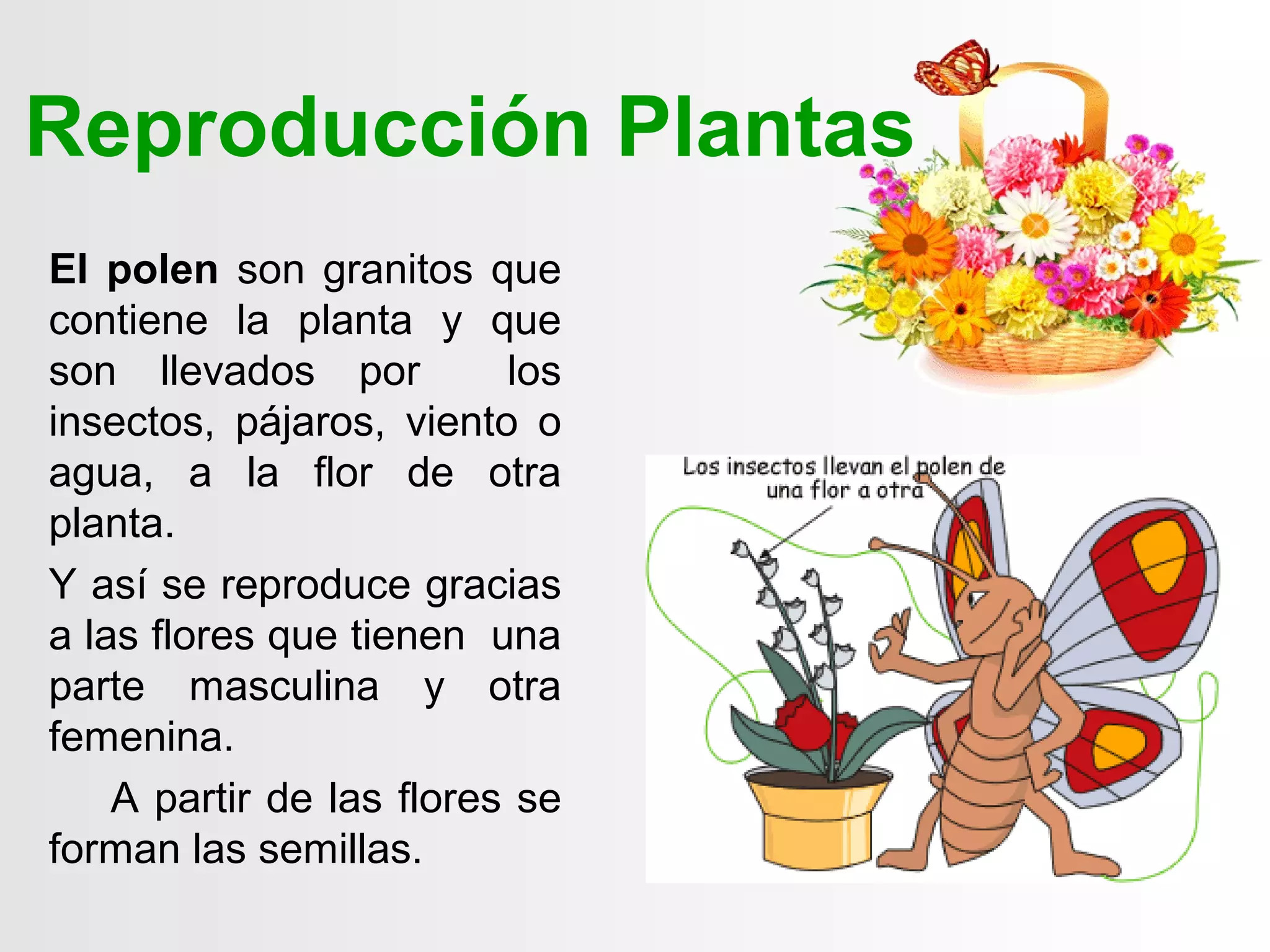 Los seres vivos objetos inertes ppt | PPT