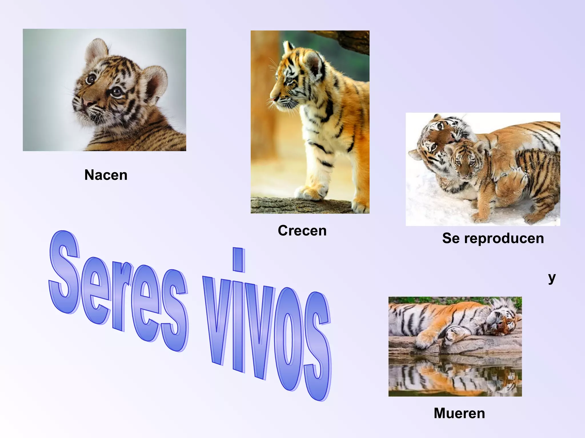 Los seres vivos objetos inertes ppt | PPT