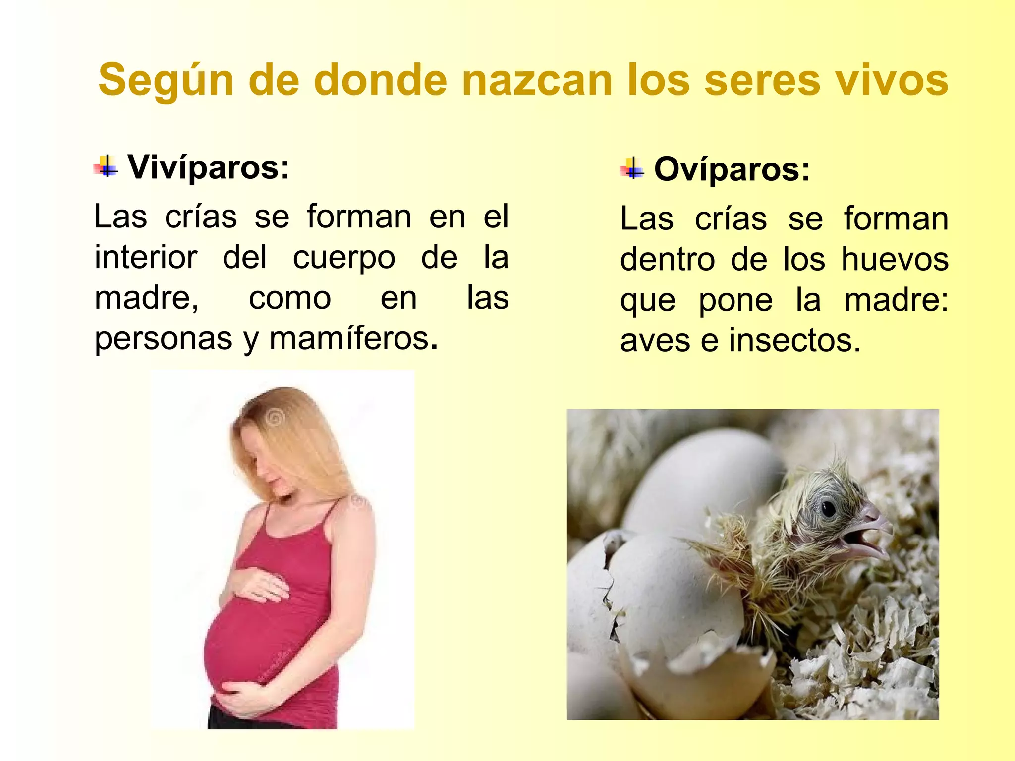 Los seres vivos objetos inertes ppt | PPT