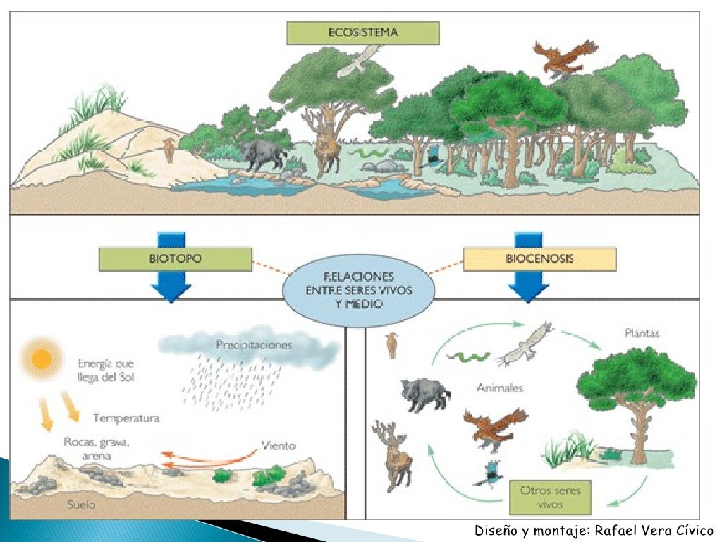 Los Seres Vivos Y El Medio