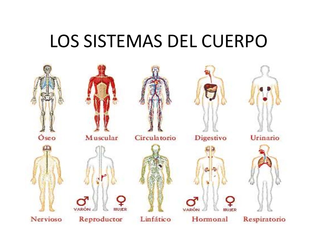 Los Sistemas del Cuerpo Los Sistemas del Cuerpo
