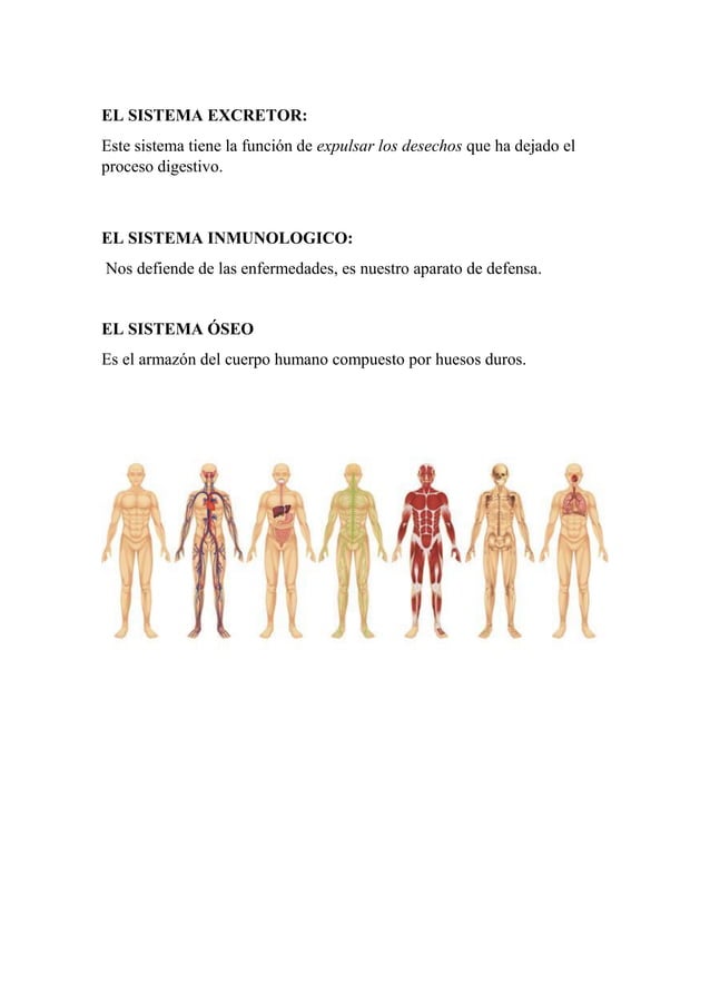 Los sistemas del cuerpo humano | PDF