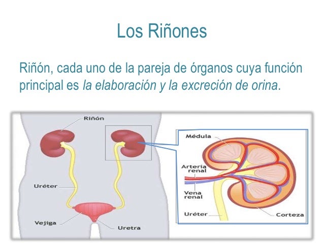 Sistema Excretor Humano Con Sus Partes Sistema Excretor Ieta