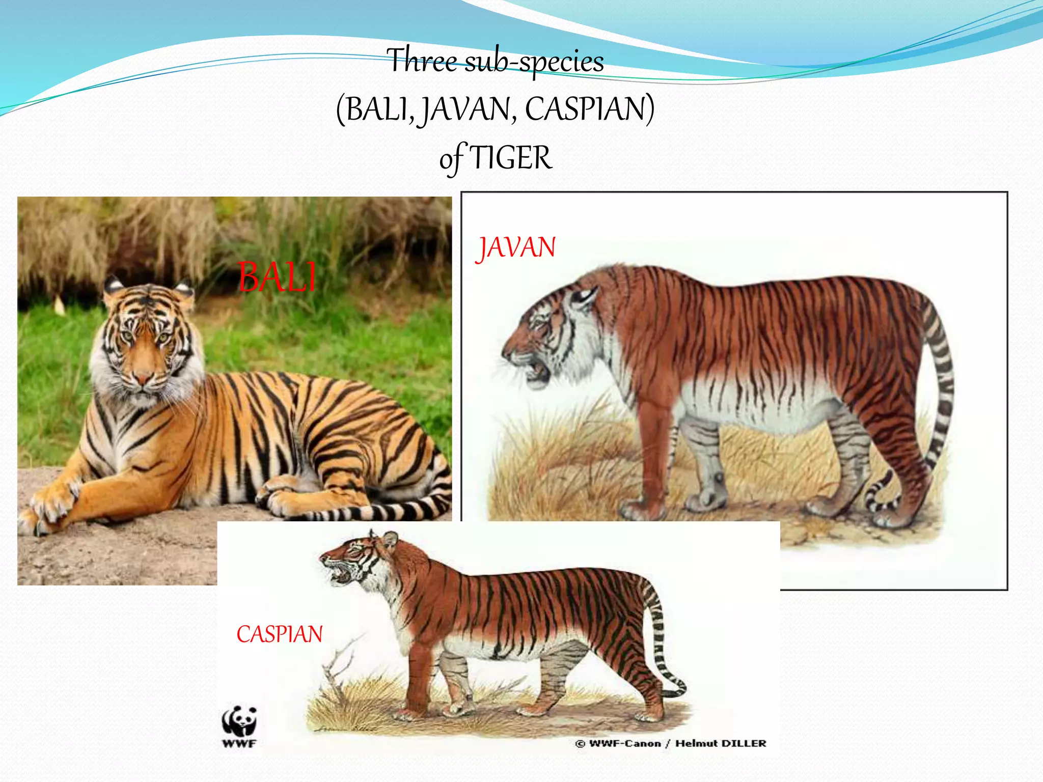 Loss of biodiversity | PPTX