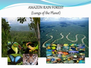 Loss of biodiversity | PPTX