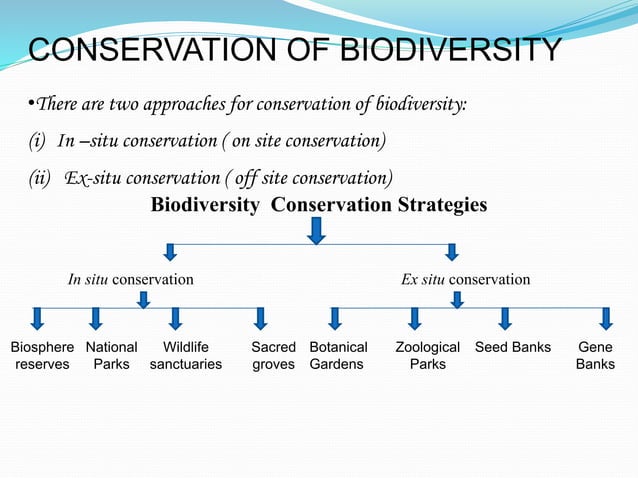 Loss of biodiversity | PPTX | Pets