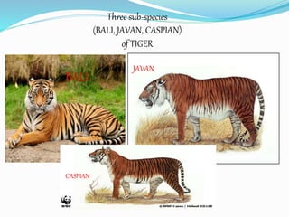 Loss of biodiversity | PPTX