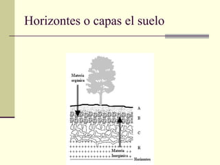 Los suelos: sustento de nuestra vida | PPT