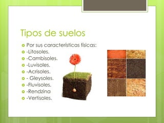 Los Suelos | PPTX