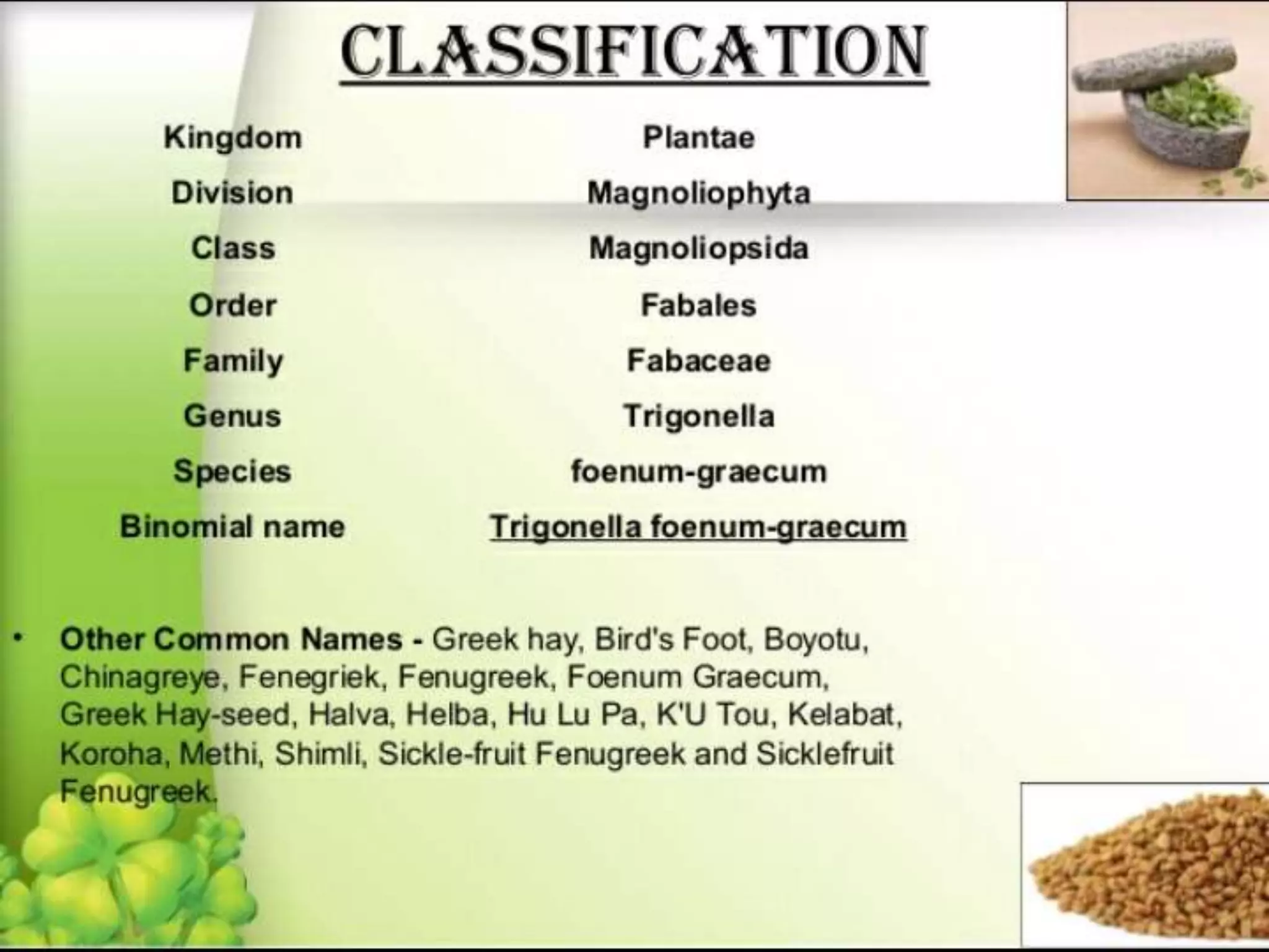 MINOR VEGETABLES | PPT