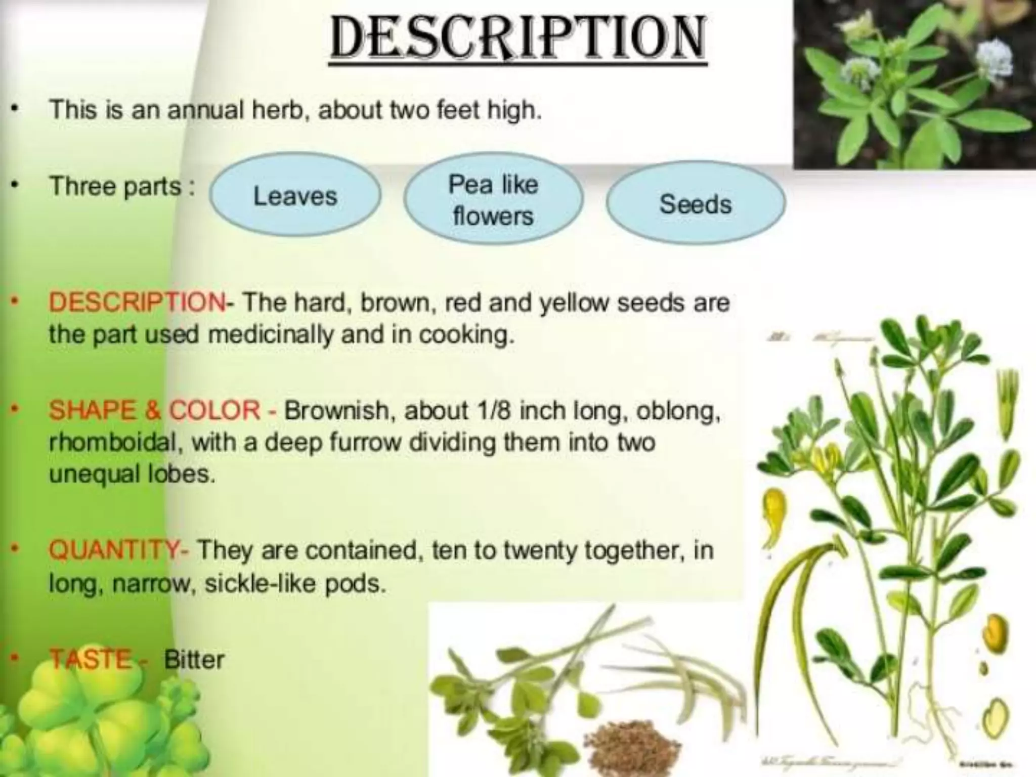 MINOR VEGETABLES | PPT