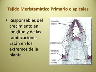 Los tejidos vegetales | PPTX