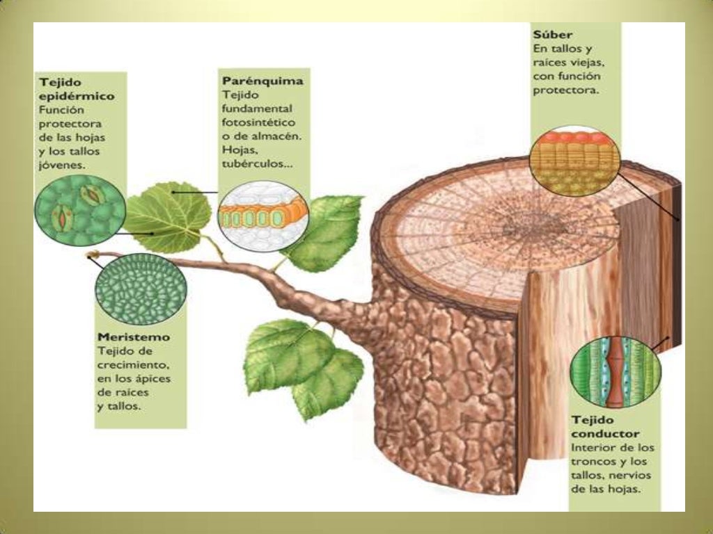 Los tejidos vegetales