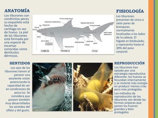 los tiburones | PPTX