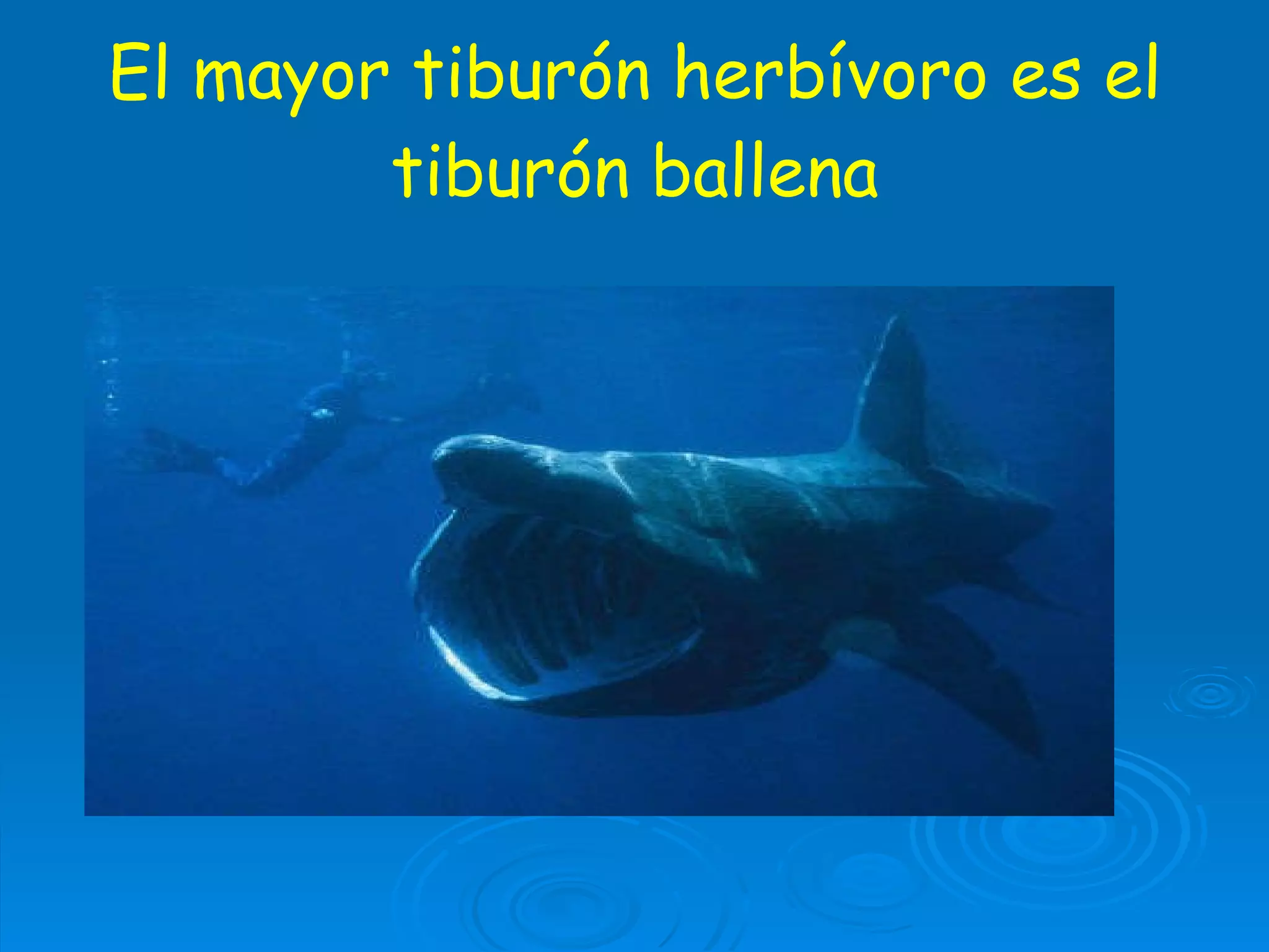 Los Tiburones (En Castellano) | PPT