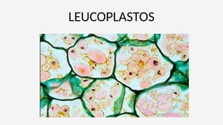 LOS TIPOS DE CÉLULAS, las células procariotas o eucariotas..pptx
