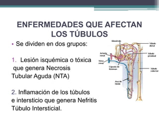 Los tubulos renales | PPSX