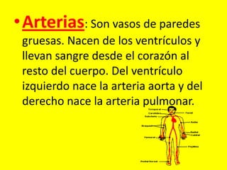 Los vasos sanguineos | PPTX
