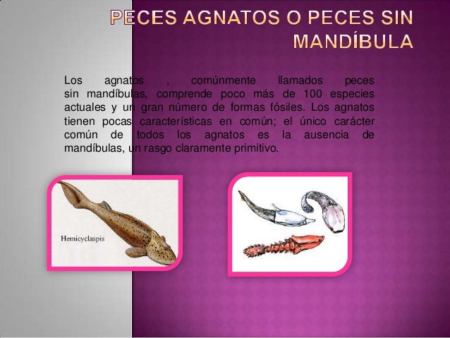 AGNATOS O PECES SIN MANDIBULA