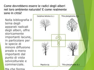 Lo sviluppo degli apparati radicali in ambito urbano | PPTX