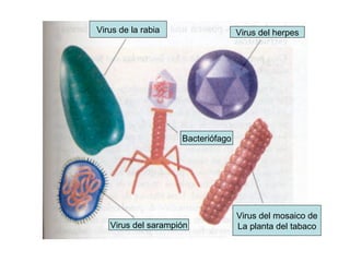 Los Virus | PPT