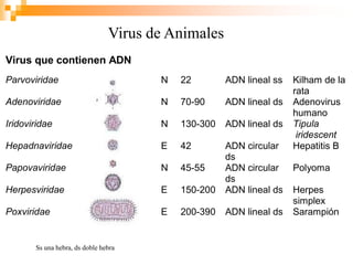 Los virus | PPTX