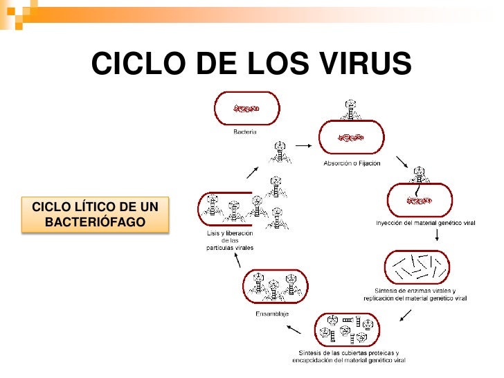 Los virus