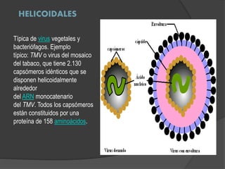 Los virus | PPTX