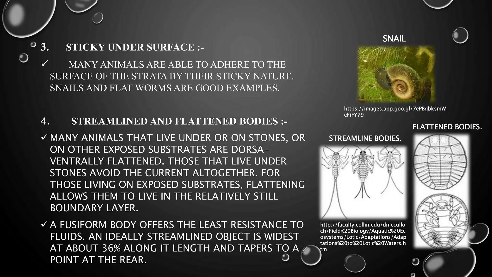 Lotic ecosystems. Fresh water existence then ppt.pptx