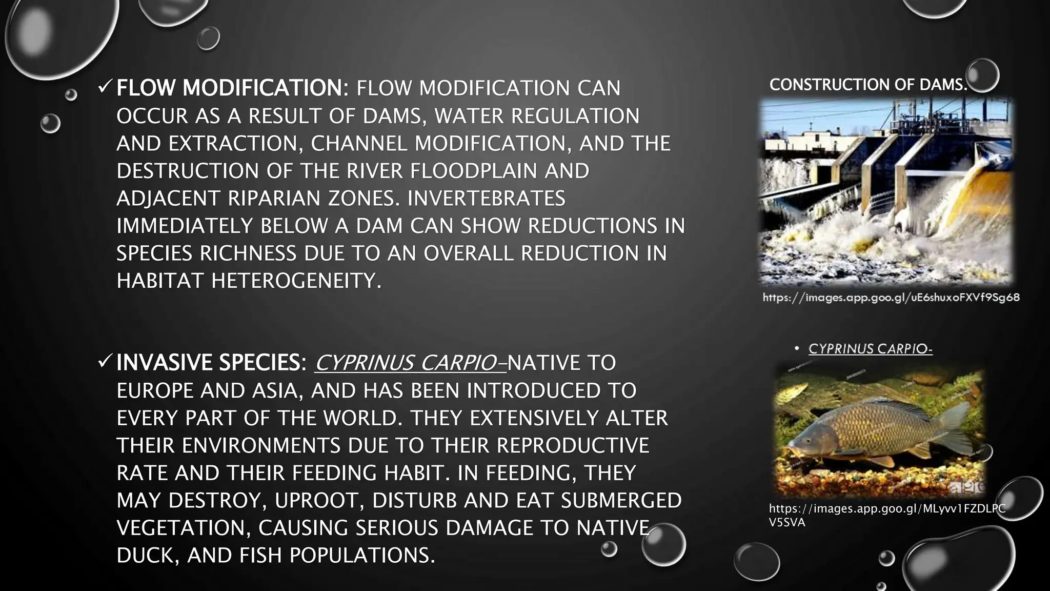 Lotic ecosystems. Fresh water existence then ppt.pptx