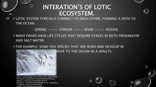 Lotic ecosystems. Fresh water existence then ppt.pptx