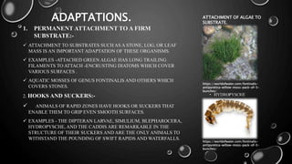 Lotic ecosystems. Fresh water existence then ppt.pptx