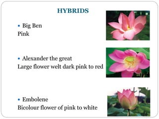 Lotus | PPTX