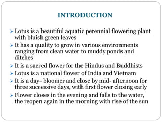 Lotus | PPTX