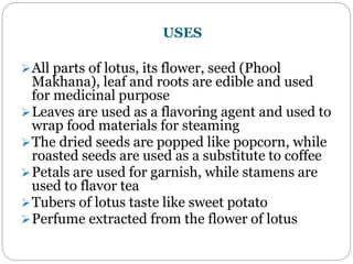 Lotus | PPTX