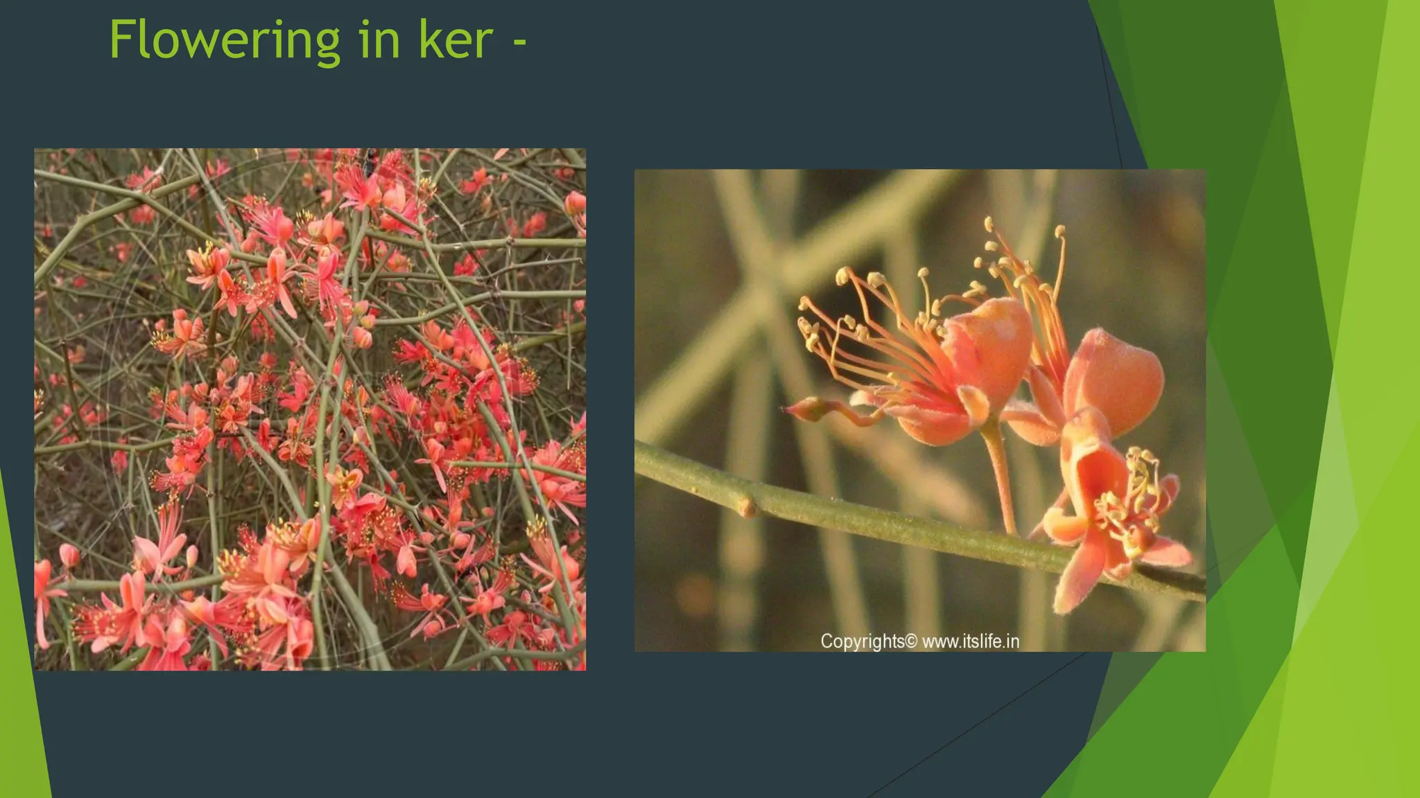Ker production cultivation .pptx;''.pdf