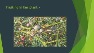 Ker production cultivation .pptx;''.pdf