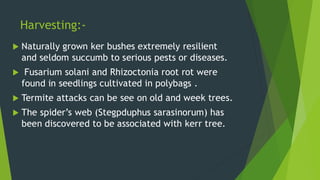 Ker production cultivation .pptx;''.pdf