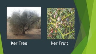 Ker production cultivation .pptx;''.pdf