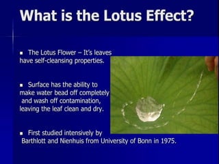 Lotus ppt | PPT