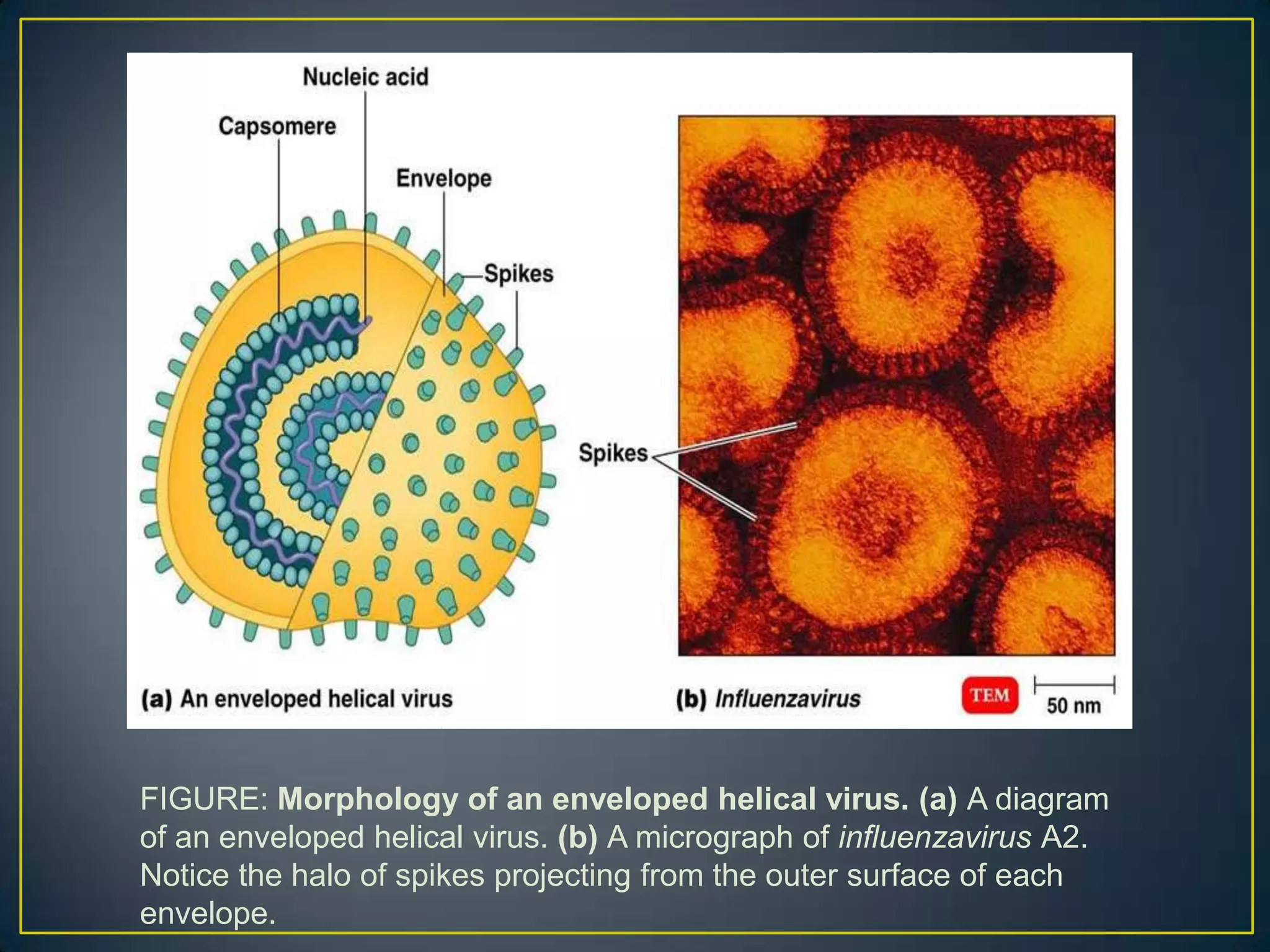 Microbiology - Noncellular Microbes - Louis Carlo Lim | PPT