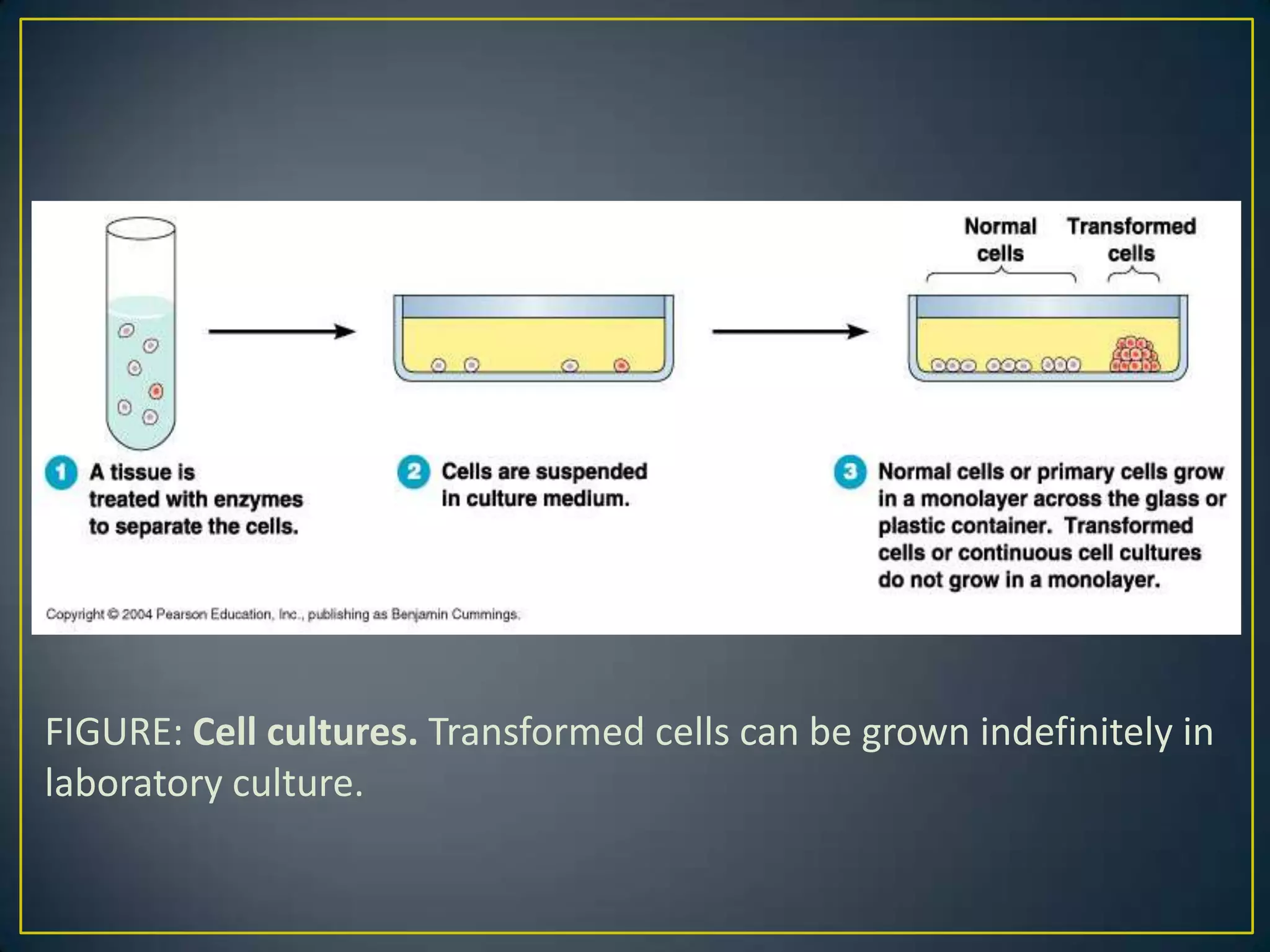Microbiology - Noncellular Microbes - Louis Carlo Lim | PPT