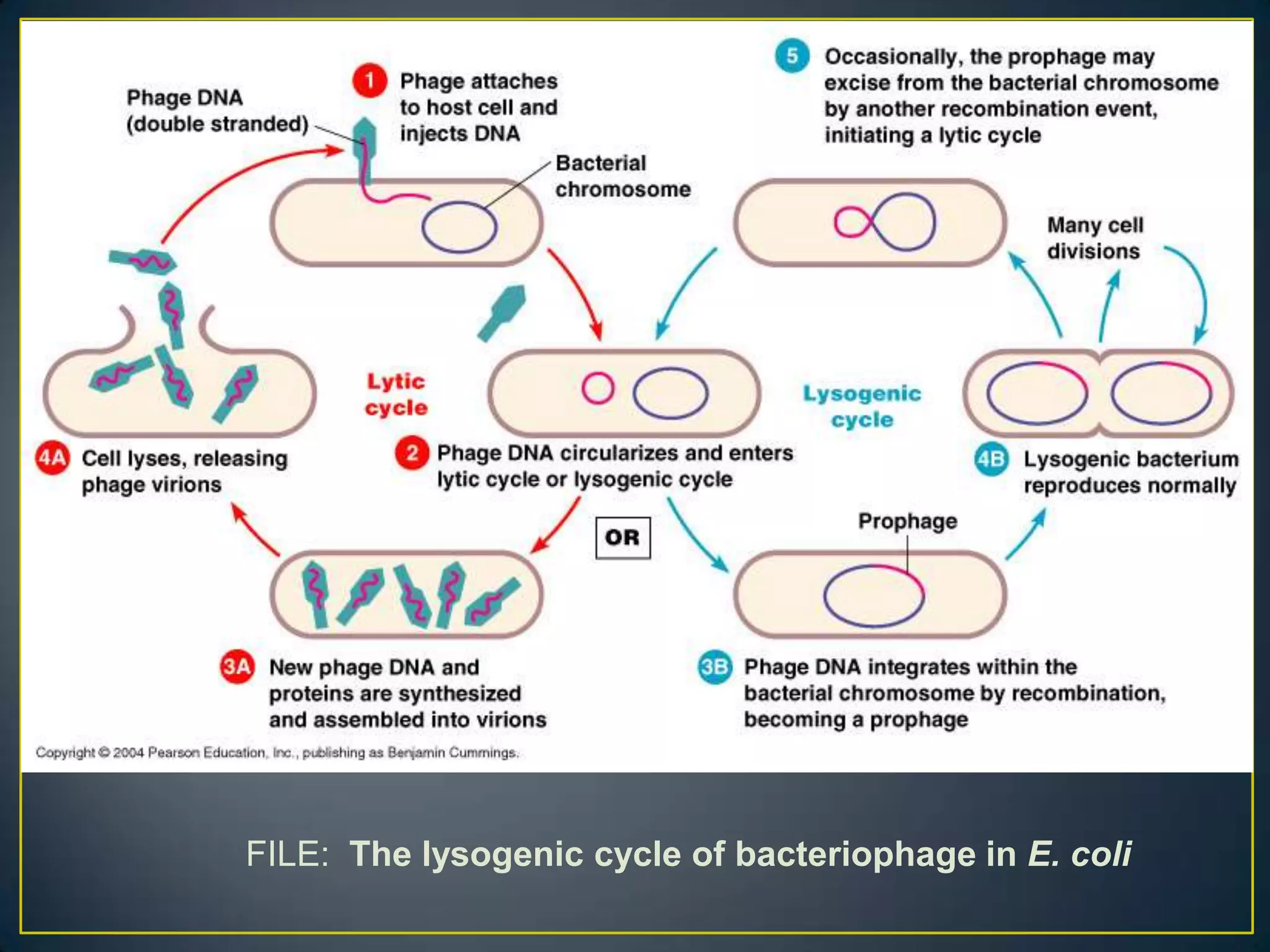 Microbiology - Noncellular Microbes - Louis Carlo Lim | PPT