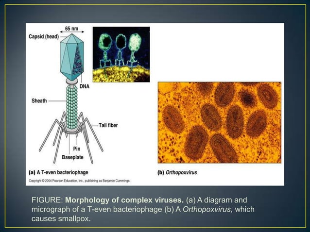 Microbiology - Noncellular Microbes - Louis Carlo Lim | PPT