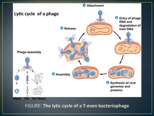 Microbiology - Noncellular Microbes - Louis Carlo Lim | PPT