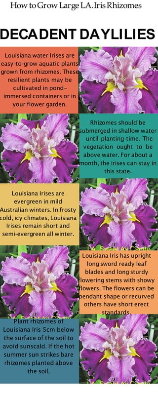 Louisiana Irises - Decadent | PDF